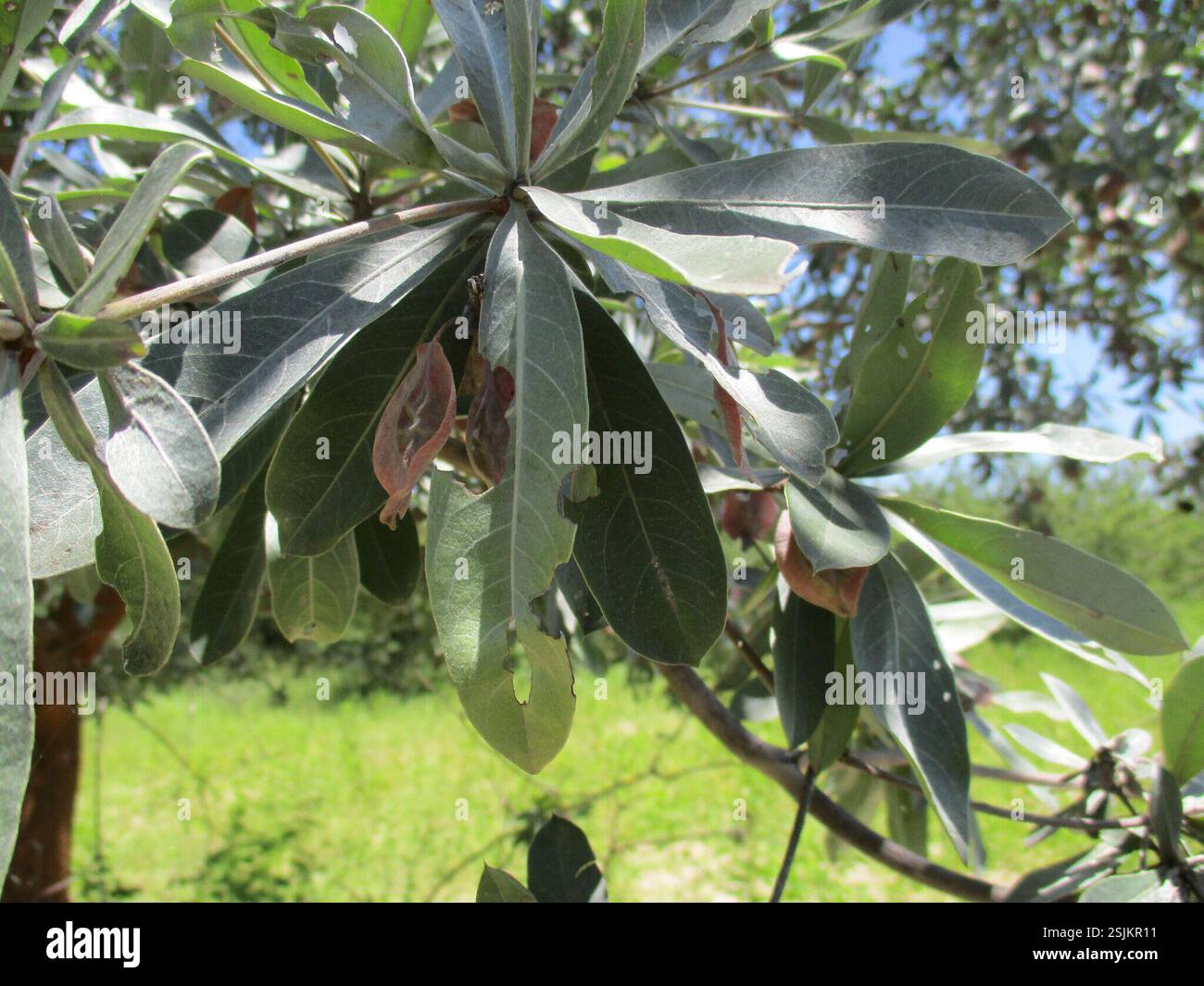 silver terminalia (Terminalia sericea), Plantae, Zambezi Region ...