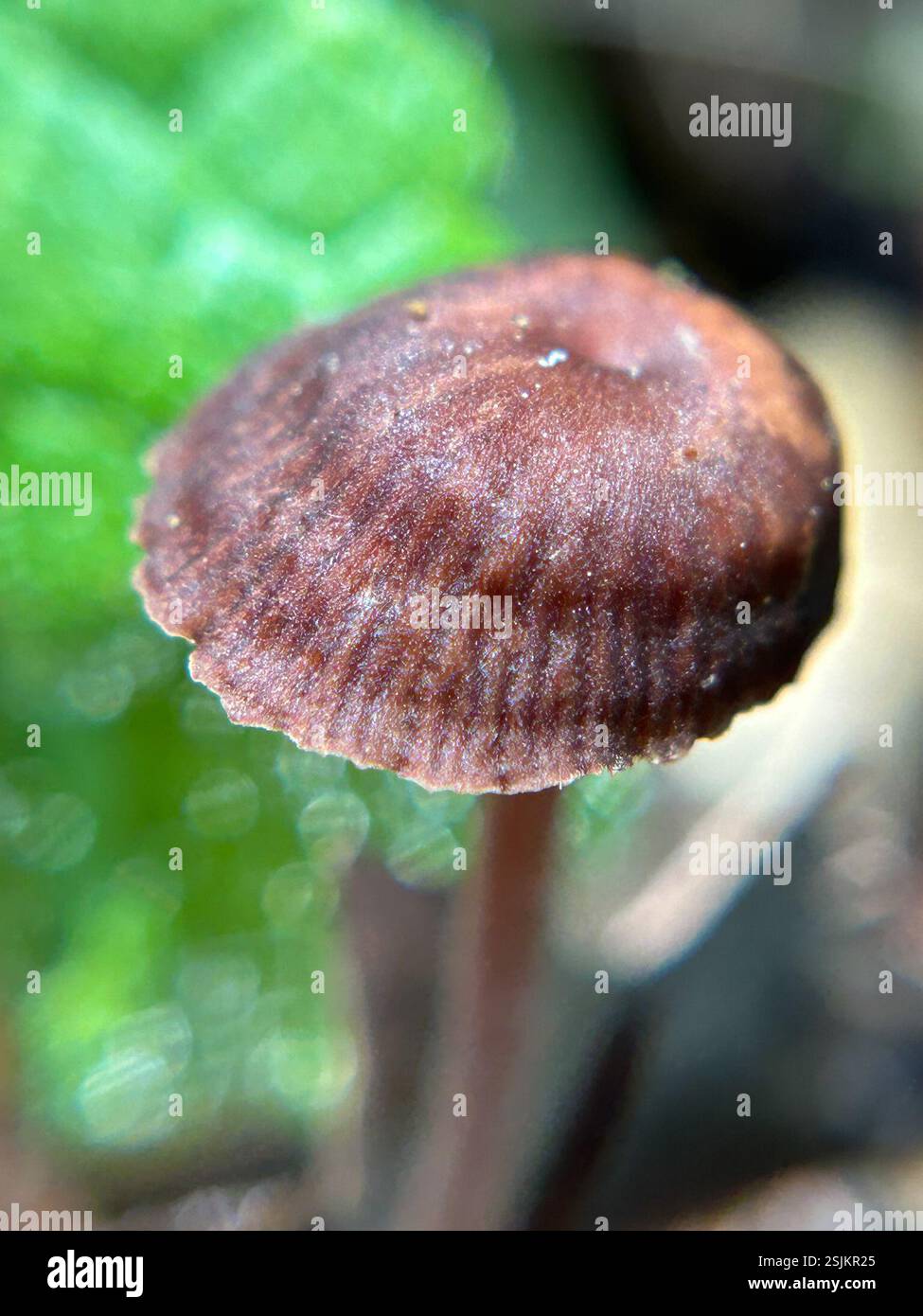 Common Gilled Mushrooms and Allies (Agaricales), Fungi, Pitt Pl ...