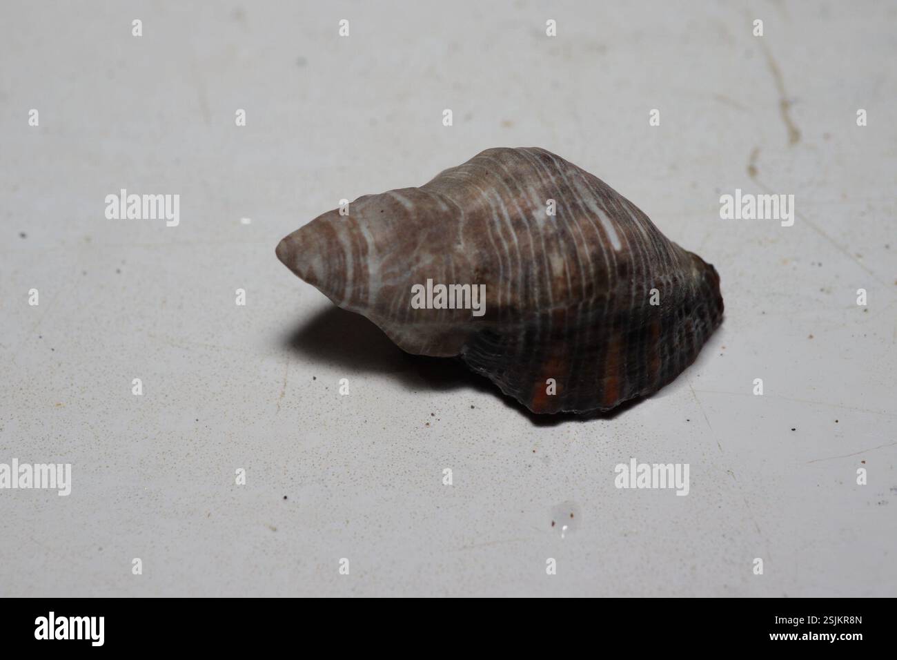 Rusty Rocksnail (Stramonita rustica), Mollusca, Praia dos Carneiros ...