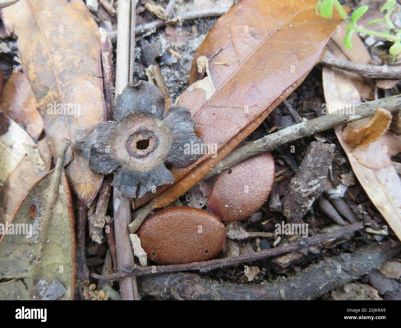Insects (Insecta), Insecta, Savannah, GA, USA, something eating a ...