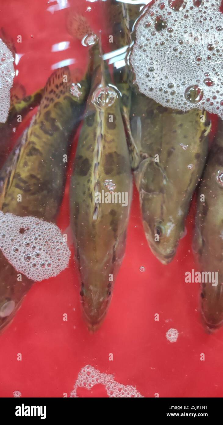 Siniperca hi-res stock photography and images - Alamy