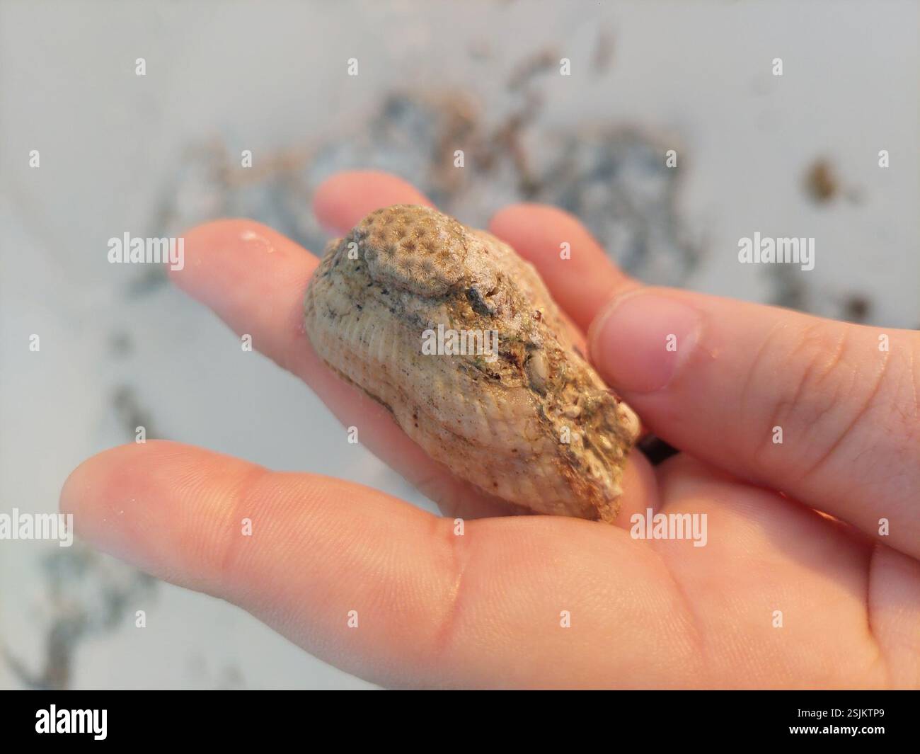 Turkey Wing (Arca zebra), Mollusca, Morón, CU-CA, CU Stock Photo - Alamy