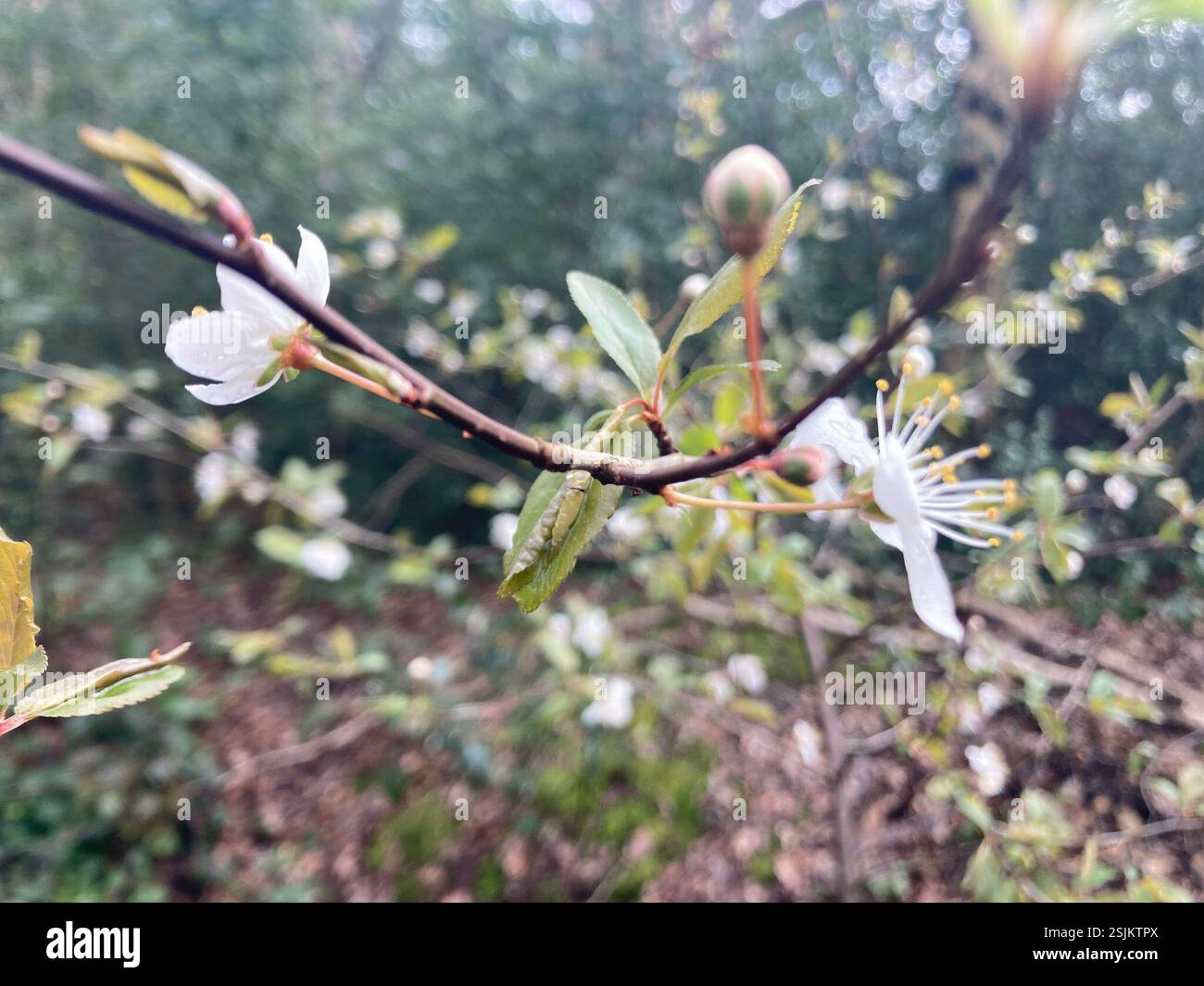 Cherry-plum (Prunus cerasifera), Plantae, Berwyn Road, Richmond ...