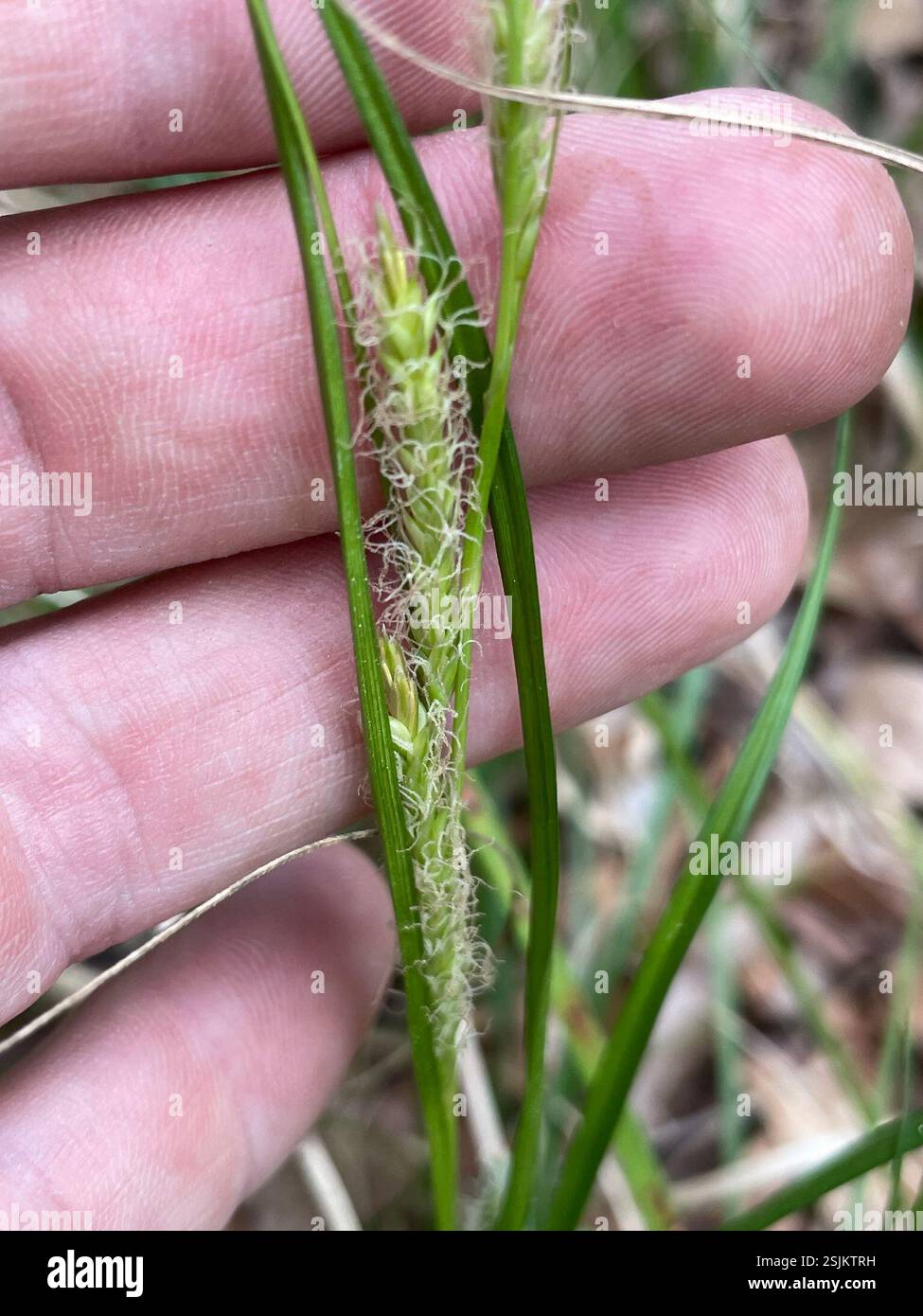 Cherokee sedge (Carex cherokeensis), Plantae, Ferriday, LA, US Stock ...