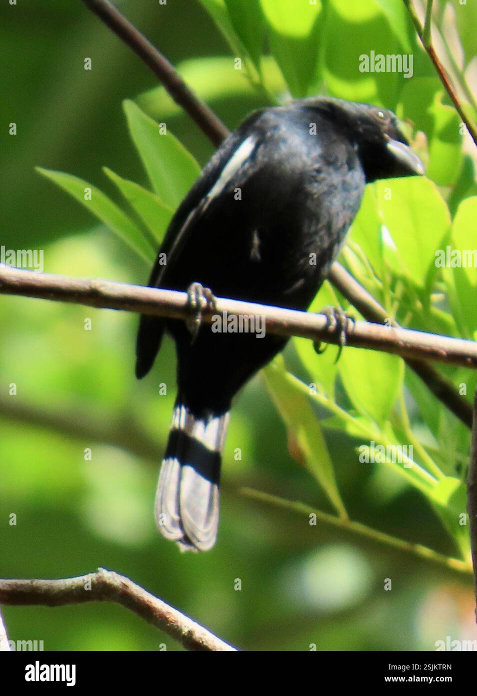 Cuban Bullfinch (Melopyrrha nigra), Aves, Pinar del Río, CU, The black ...