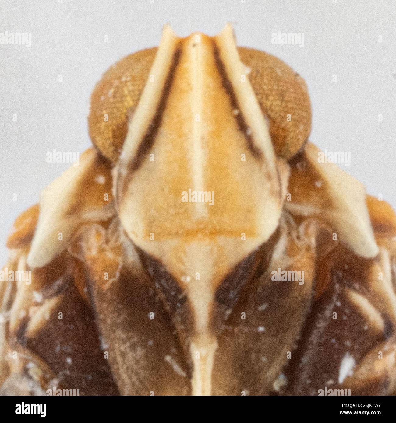 (Haplaxius mokos), Insecta, 3234+W93, Pilaló, Ecuador, photographs ...