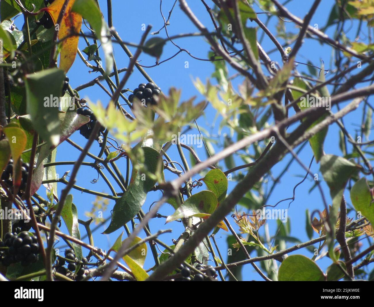 peppervine (Nekemias arborea), Plantae, Windsor Forest, Savannah, GA ...