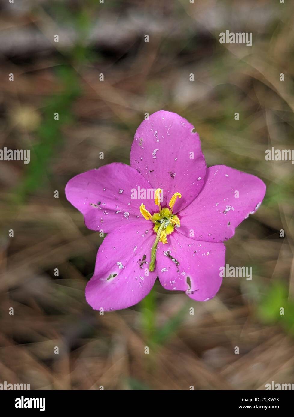 Largeflower Rose Gentian (Sabatia grandiflora), Plantae, DeLand, FL ...