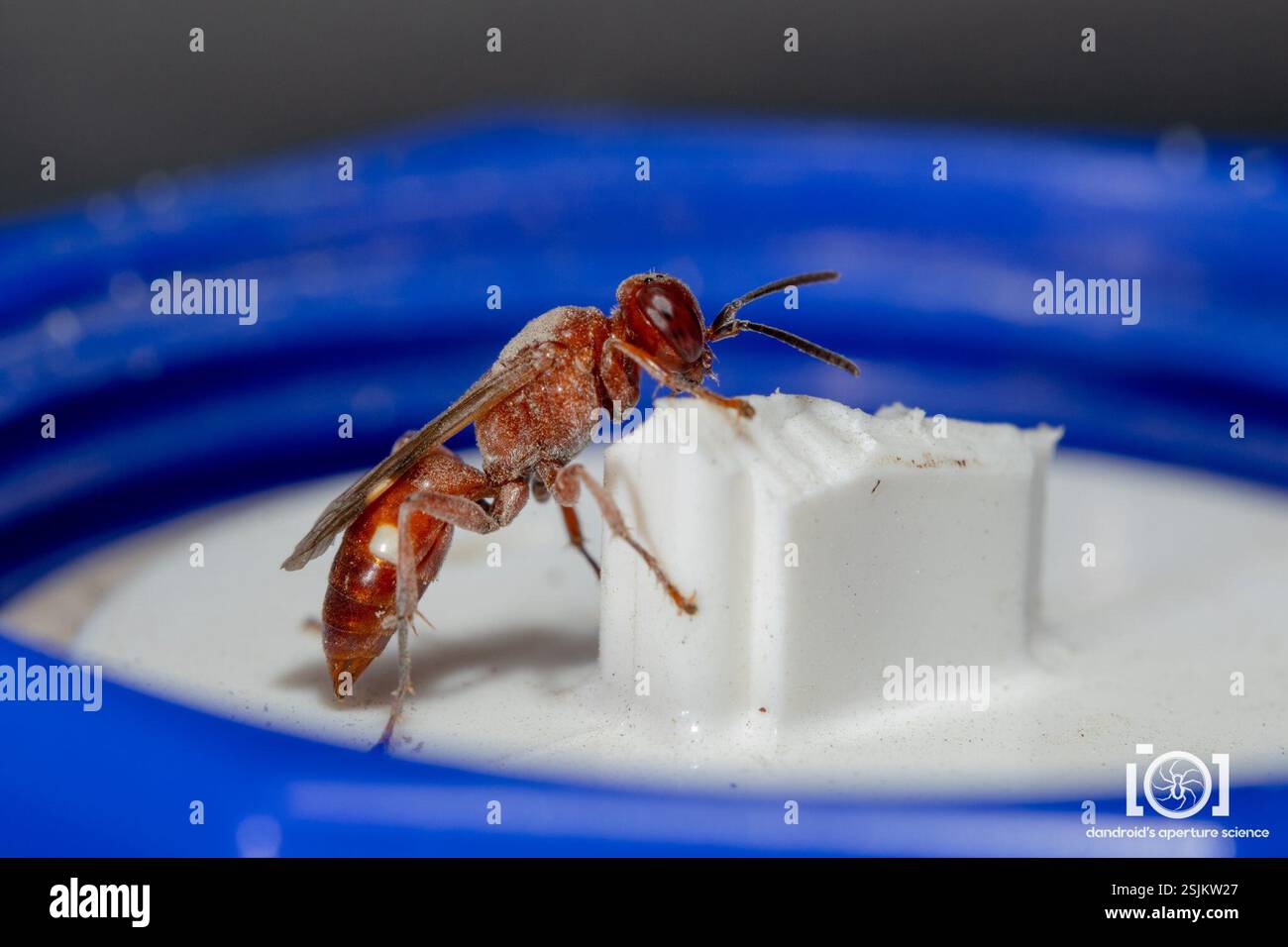 (Harpactus citipes), Insecta, Chimney Lakes, Jacksonville, FL, USA ...