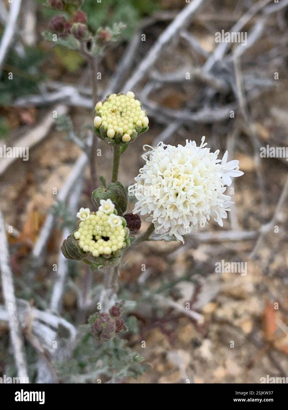 Desert Pincushion (Chaenactis stevioides), Plantae, Joshua Tree ...