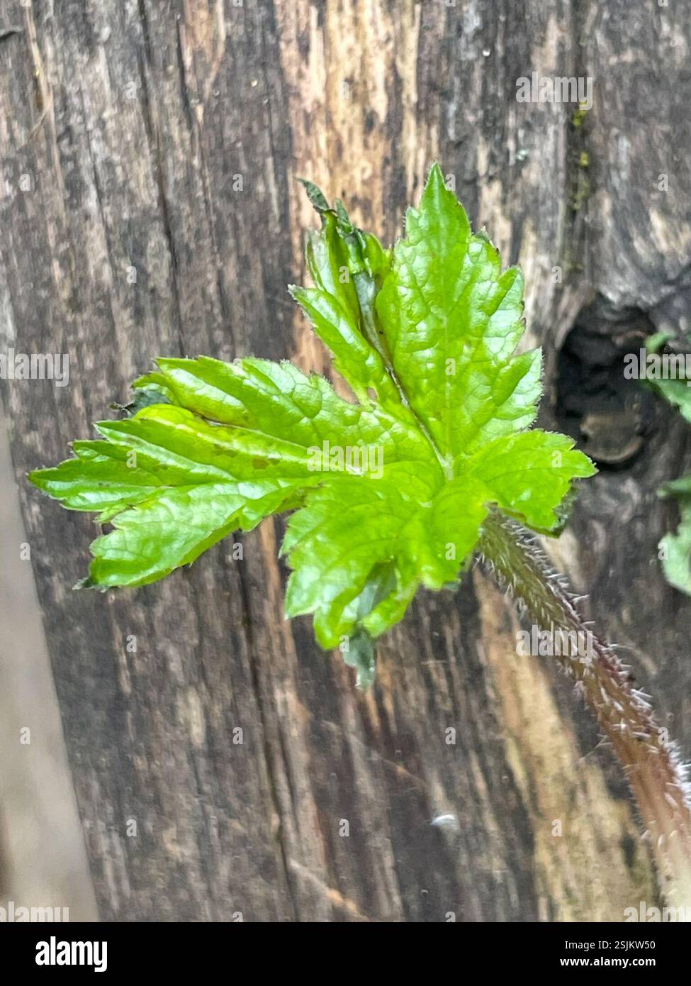 Giant Hogweed (Heracleum mantegazzianum), Plantae, King County, US-WA ...