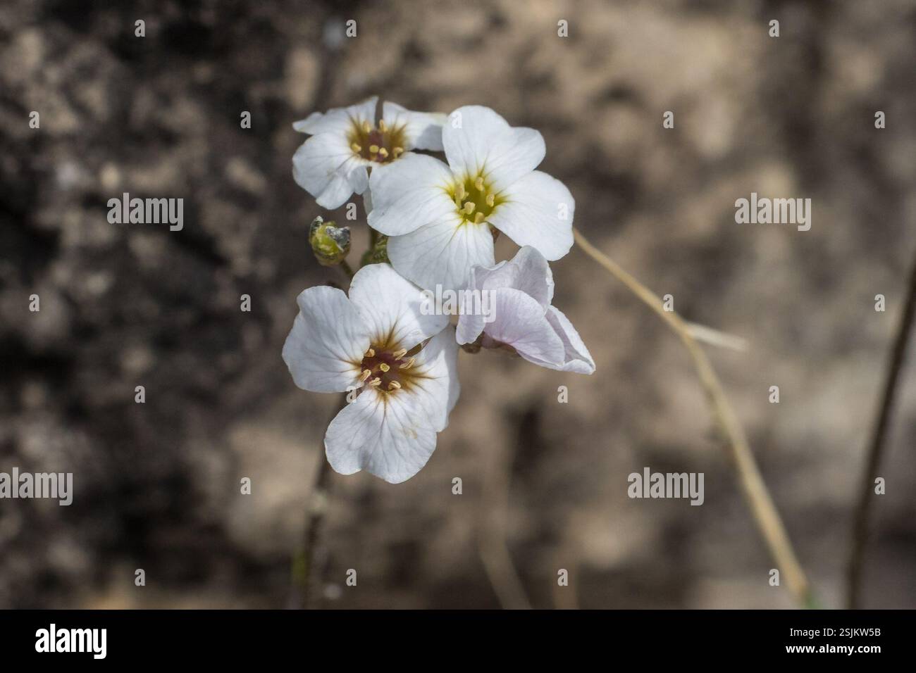white bladderpod (Physaria purpurea), Plantae, Otero County, NM, USA ...