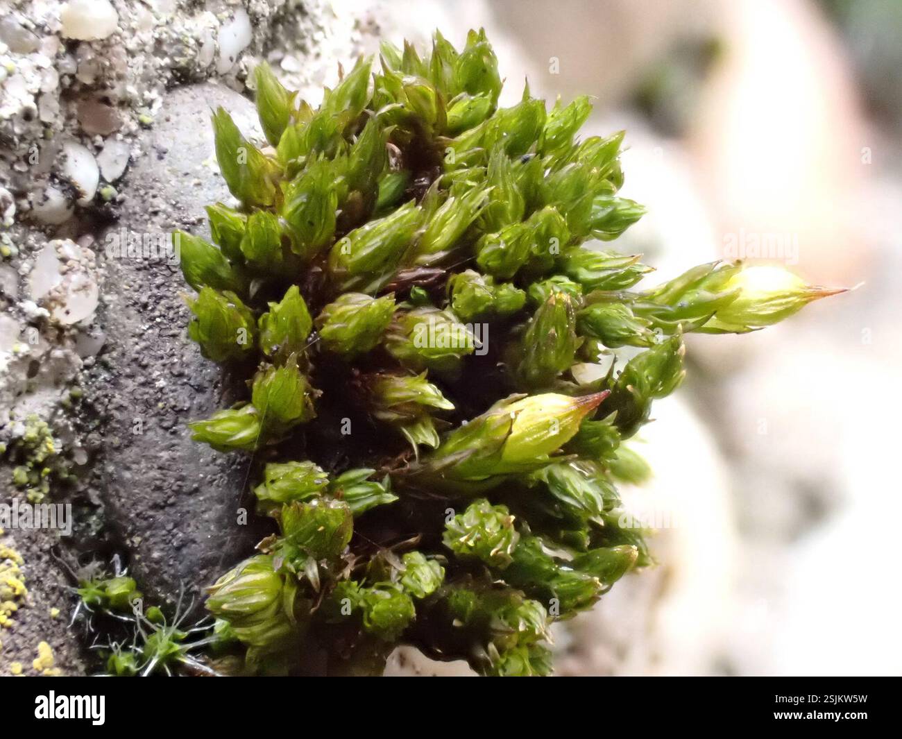Slender Bristle-moss (Orthotrichum tenellum), Plantae, Gelderland, NL ...