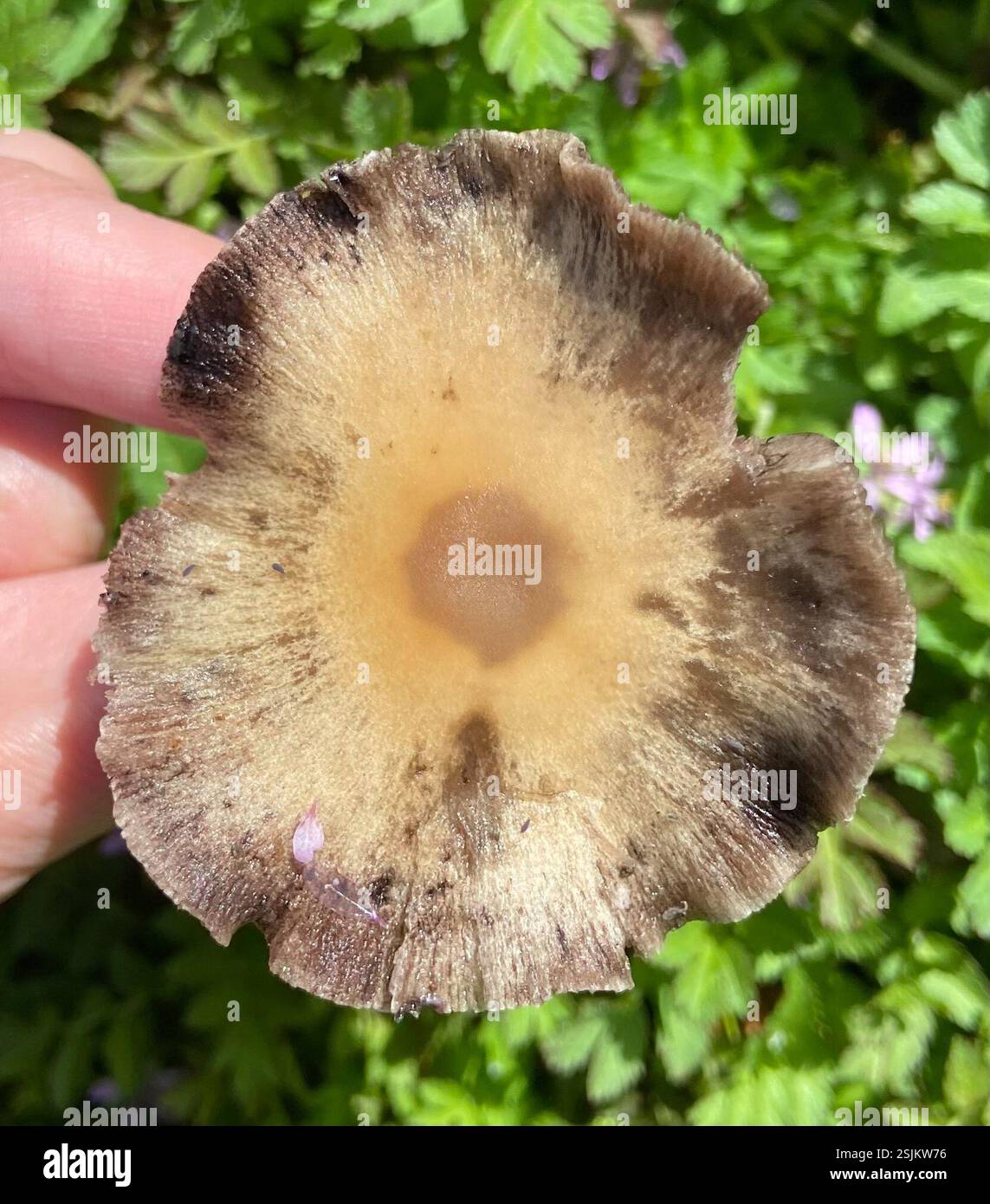 Brittlestems and Allies (Psathyrellaceae), Fungi, Watseka Ave, Los ...