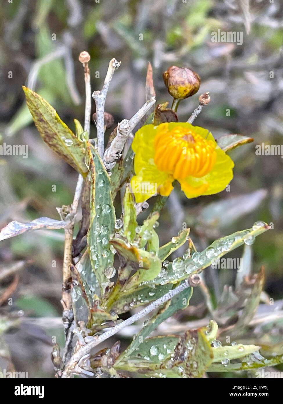Bush Poppy (Dendromecon rigida), Plantae, Hain Wilderness, Paicines, CA ...