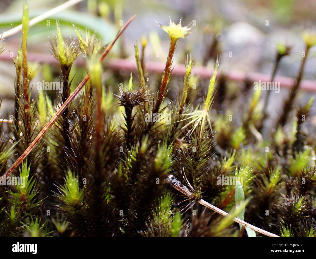 mosses (Bryophyta), Plantae, Bontoc, Mountain Province, Philippines ...
