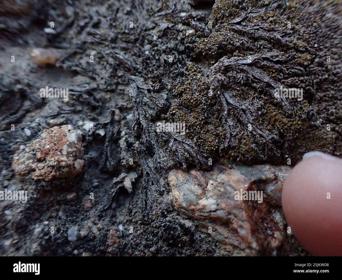 California asterella (Asterella californica), Plantae, Palm Desert, CA ...