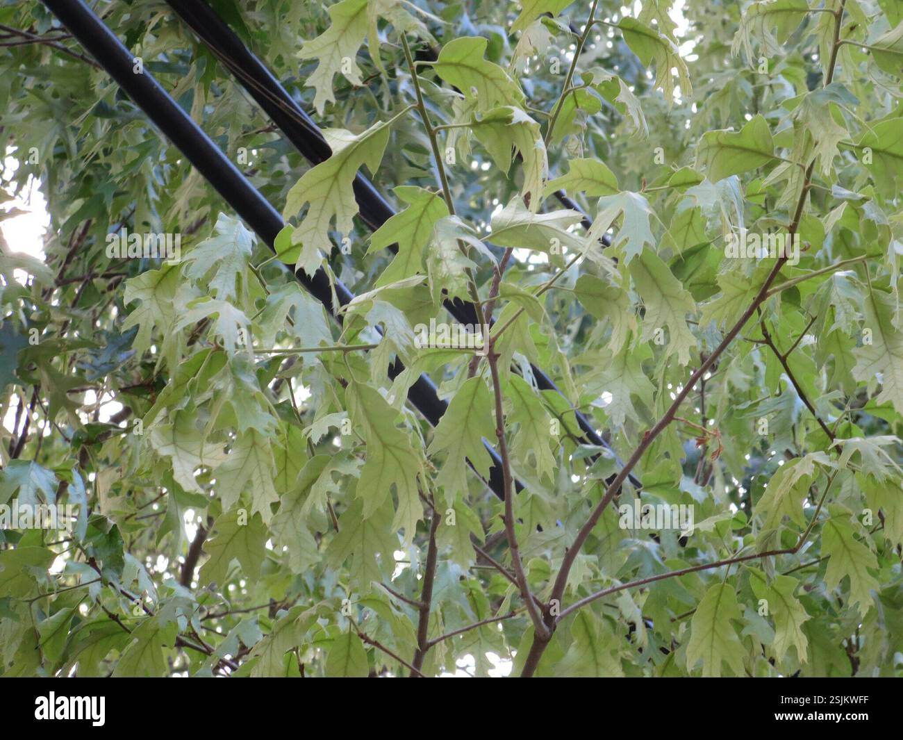 southern red oak (Quercus falcata), Plantae, Windsor Forest, Savannah ...