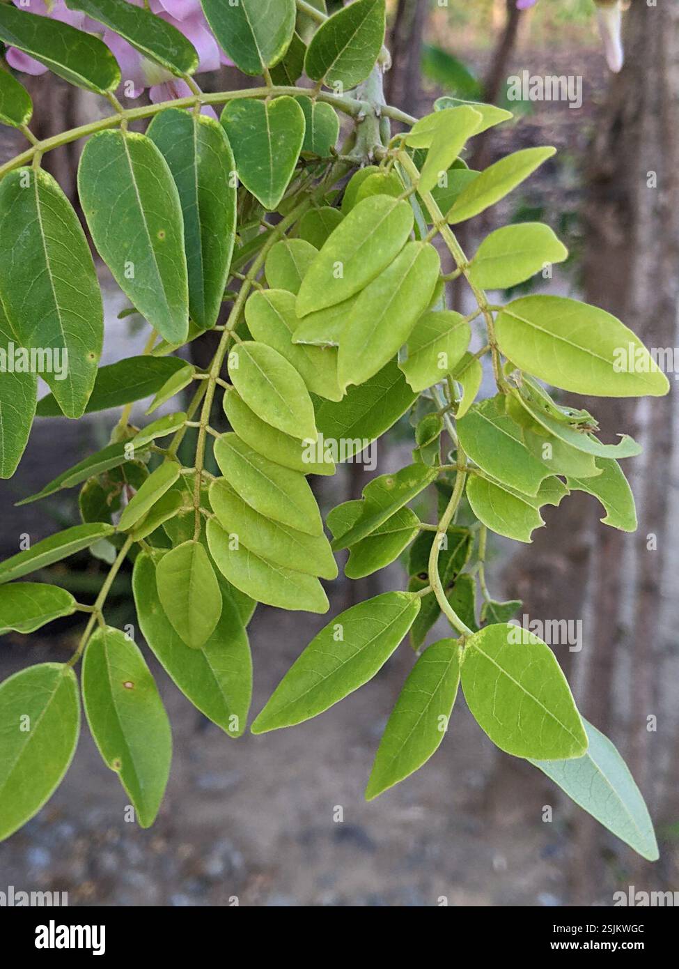 Fence Post Tree (Gliricidia sepium), Plantae, Moca, Dominican Republic ...
