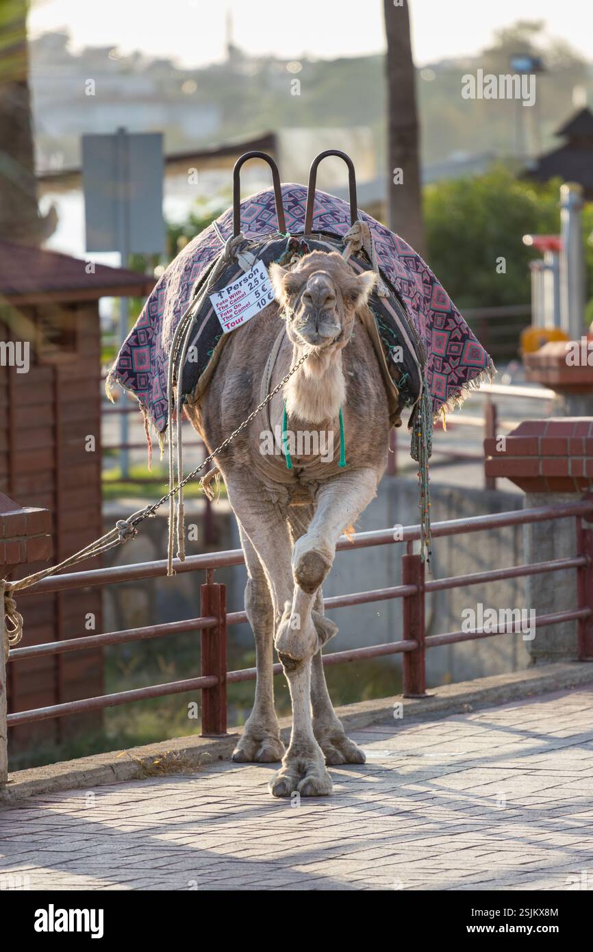 A camel covered with an ornate patterned blanket stands at a scenic ...