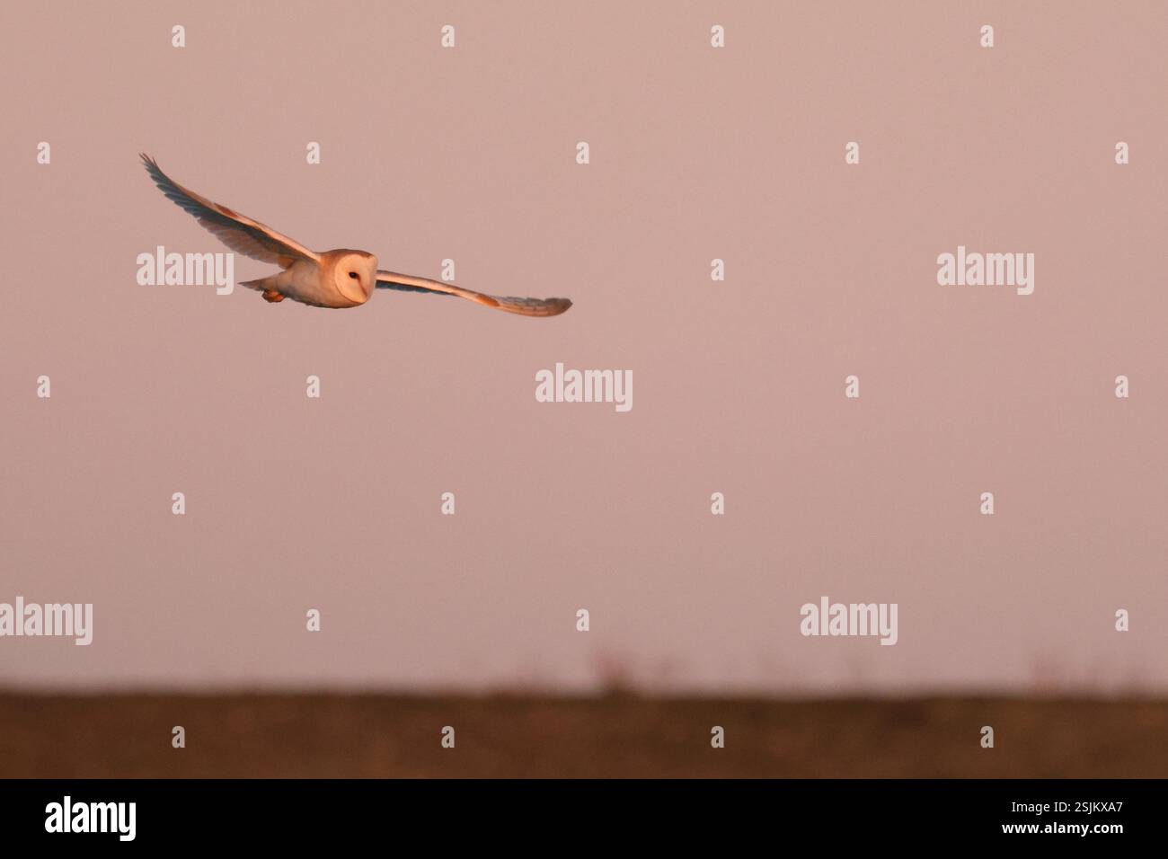 Barn Owl flying at dusk Stock Photo - Alamy