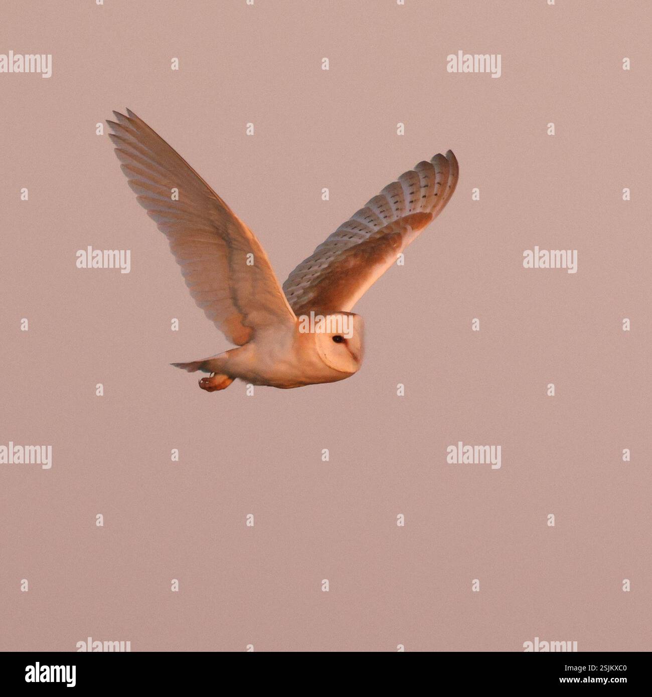 Barn Owl flying at dusk Stock Photo - Alamy