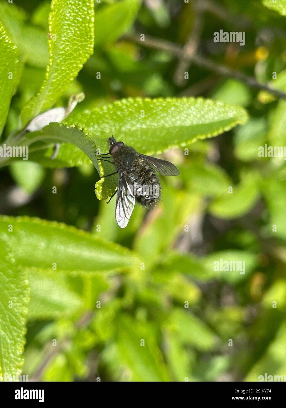 (Conophorus), Insecta, Monaña de Oro State Park, Los Osos, CA, US Stock Photo - Alamy