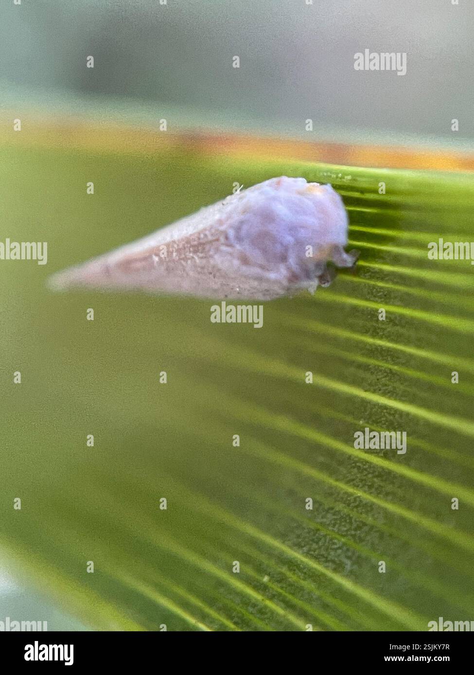 Grey planthopper (Anzora unicolor), Insecta, Melbourne VIC, Australia ...