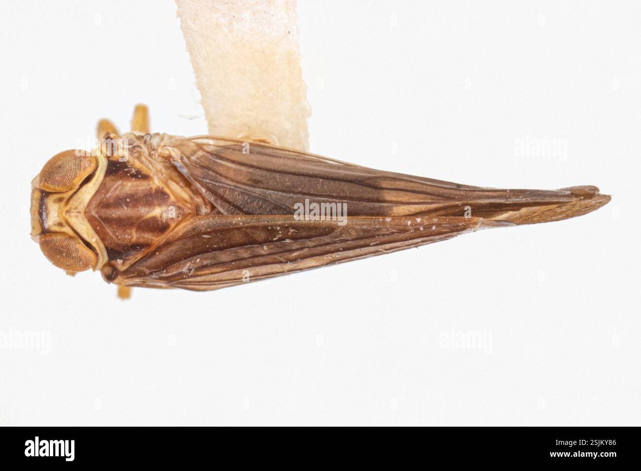 (Colpoptera clerodendri), Insecta, Fonds Des Negres, Haiti, This is the ...