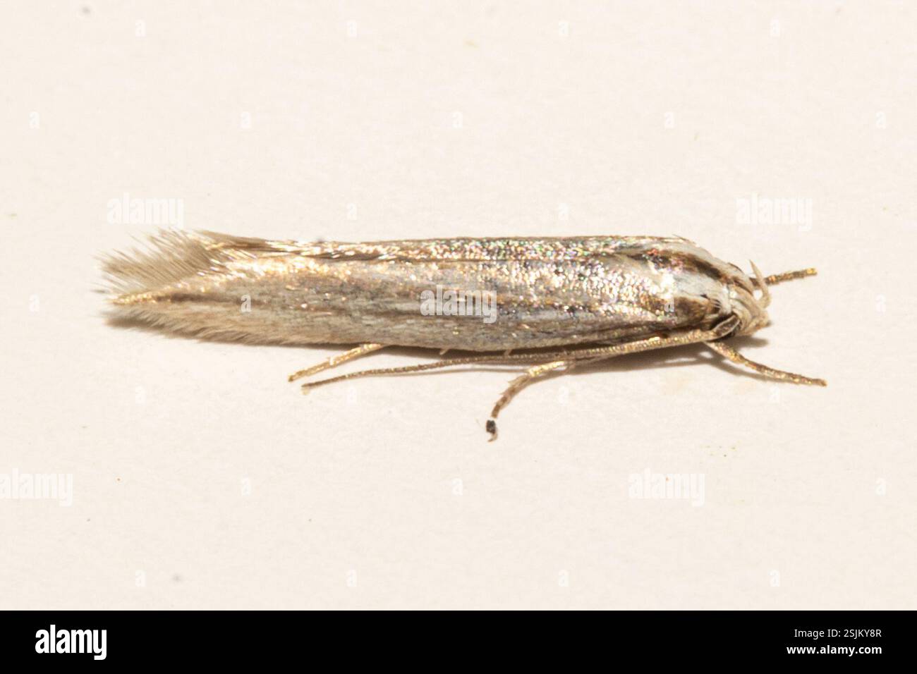(Elachista thallophora), Insecta, St Bathans, New Zealand, White ...