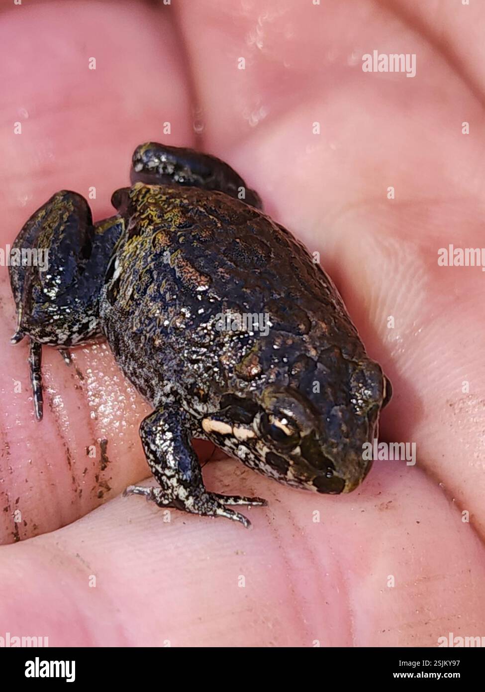 Marbled Frog (Limnodynastes convexiusculus), Amphibia, Bouldercombe QLD ...