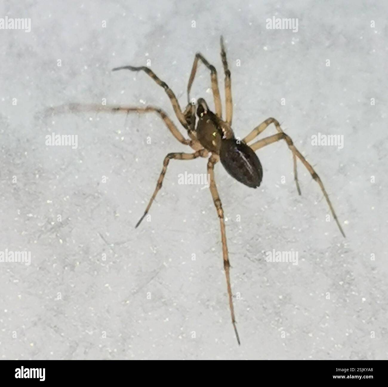 Horse-Head Spider (Stemonyphantes lineatus), Arachnida, 31160 ...