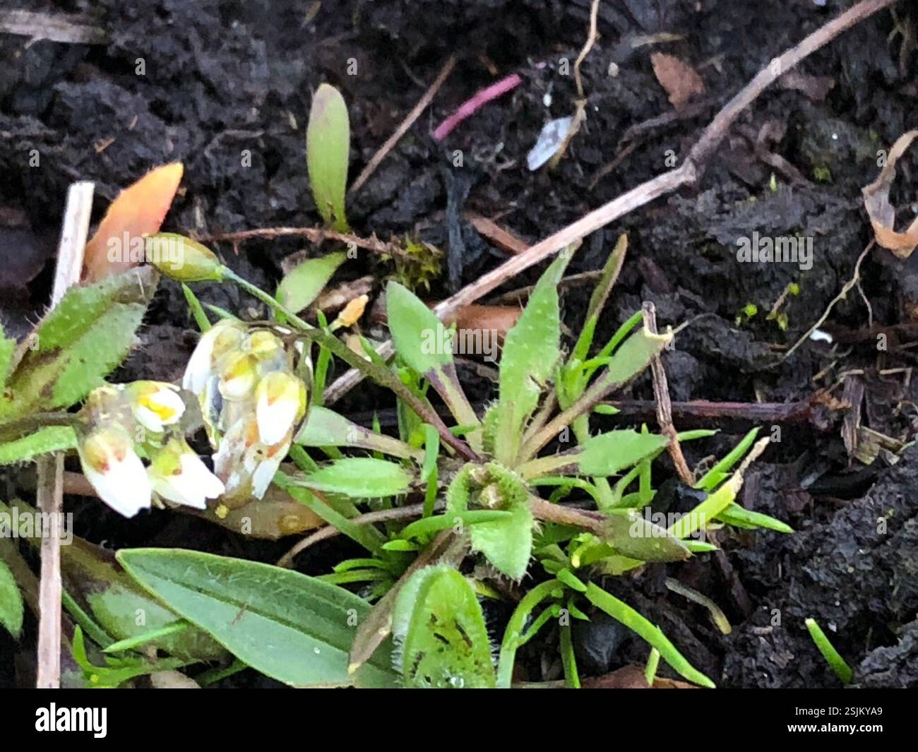 Common Whitlowgrass (Draba verna), Plantae, Manor Way, Cardiff, Wales ...