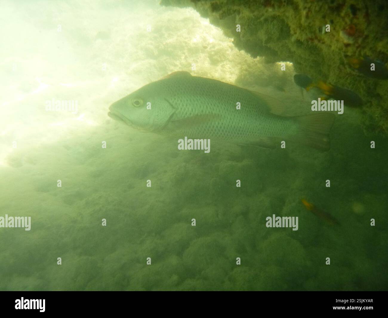 Mangrove Red Snapper (Lutjanus argentimaculatus), Actinopterygii, Рейли ...