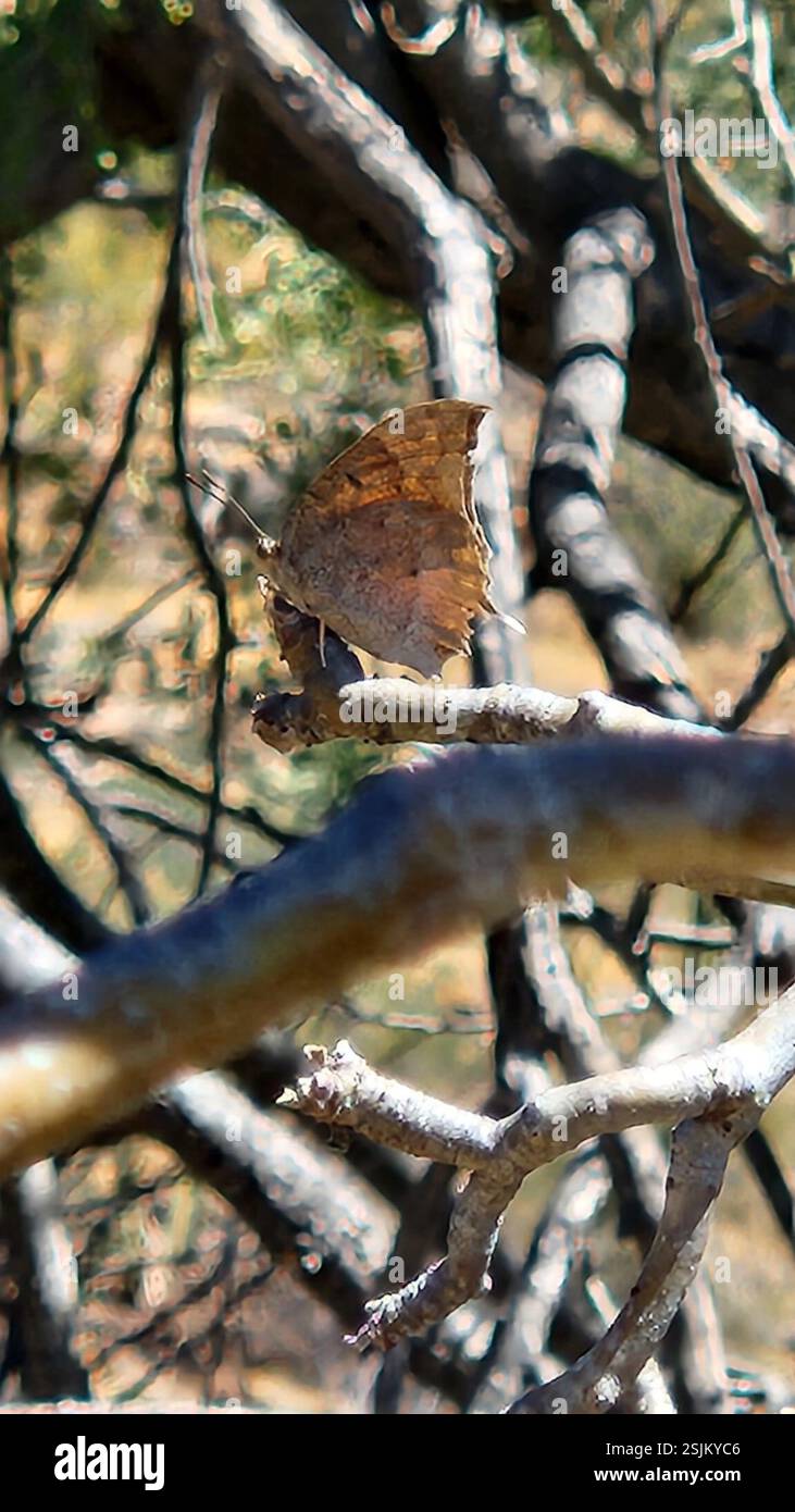 Tropical Leafwing (Anaea aidea), Insecta, Loreto, MX-BS, MX Stock Photo ...