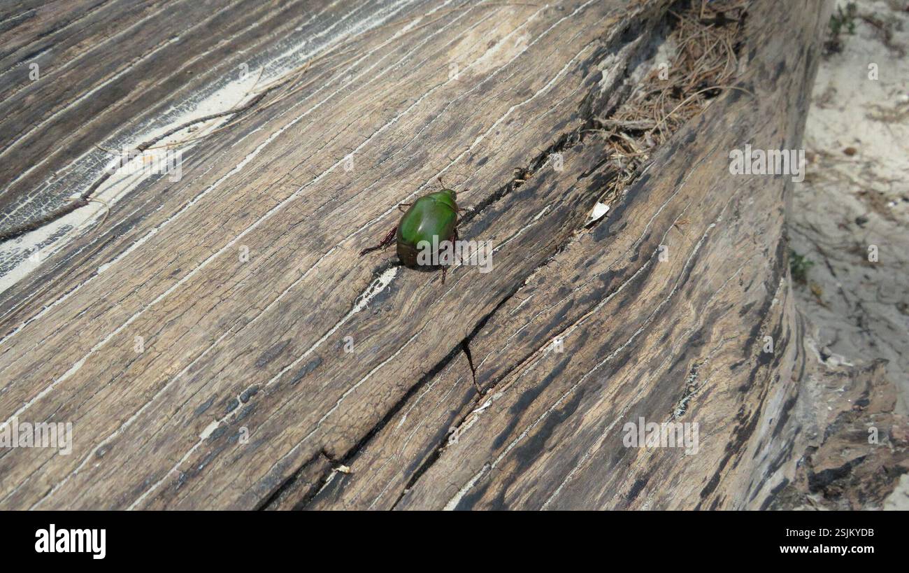 Green Chafer (Anomala albopilosa), Insecta, Краби, Таиланд Stock Photo ...