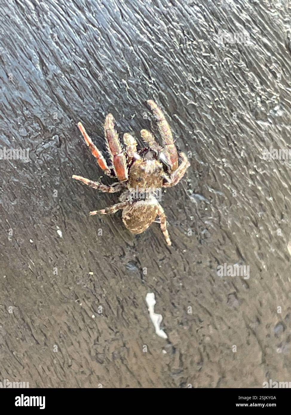 (Simaetha), Arachnida, Melbourne VIC, Australia Stock Photo - Alamy