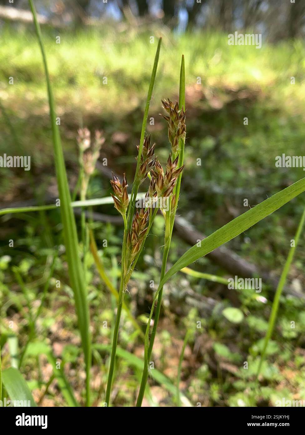 Pacific Woodrush (Luzula comosa), Plantae, Hidden Falls Regional Park ...