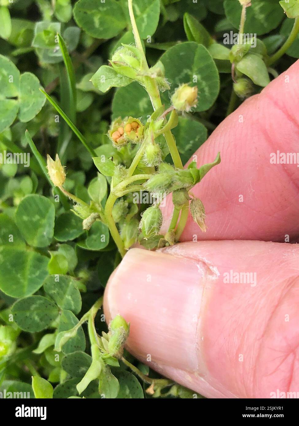 lesser chickweed (Stellaria apetala), Plantae, Gower, Swansea, Wales ...
