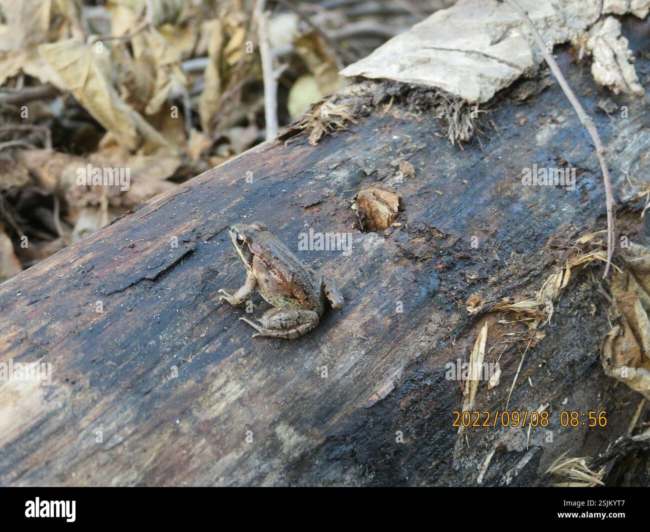 Wood Frog (Lithobates sylvaticus), Amphibia, Wawken No. 93, SK S0G ...