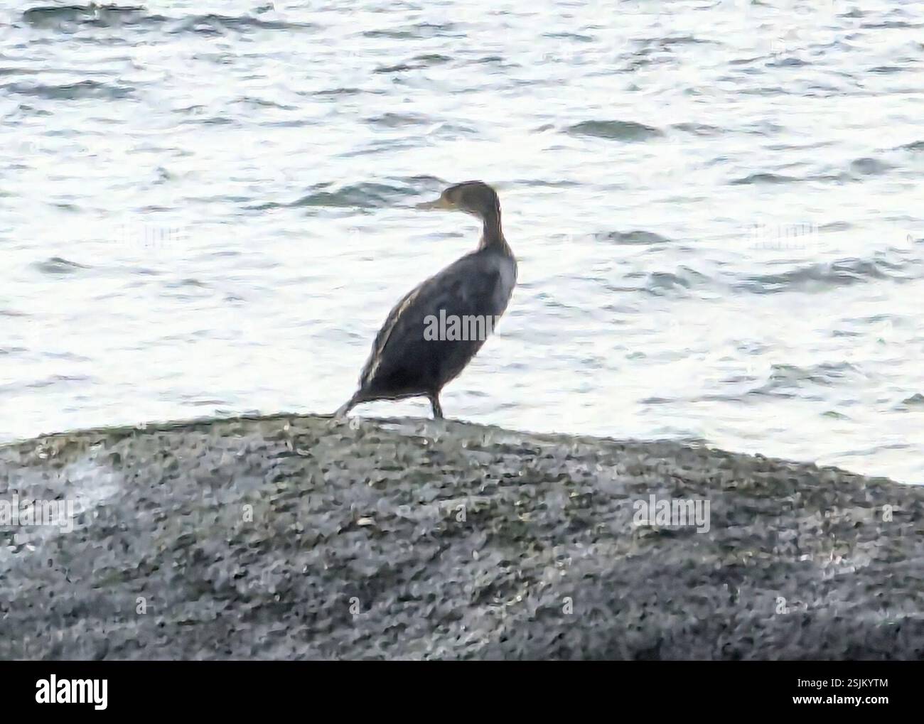 Double-crested Cormorant (Nannopterum auritum), Aves, Vancouver, BC ...