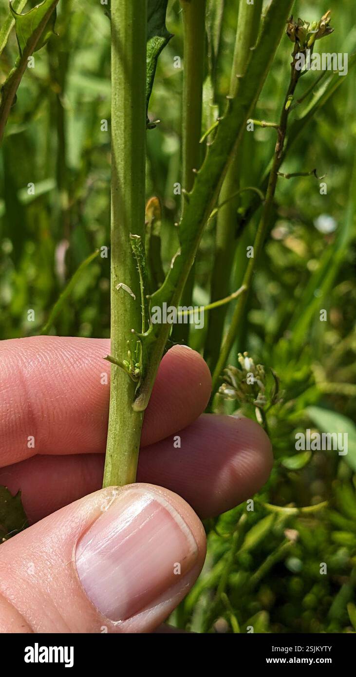 California mustard (Caulanthus lasiophyllus), Plantae, Los Angeles, CA ...