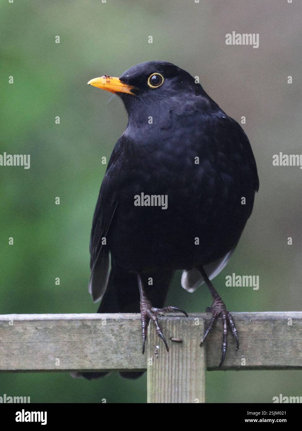 Male black bill hi-res stock photography and images - Alamy