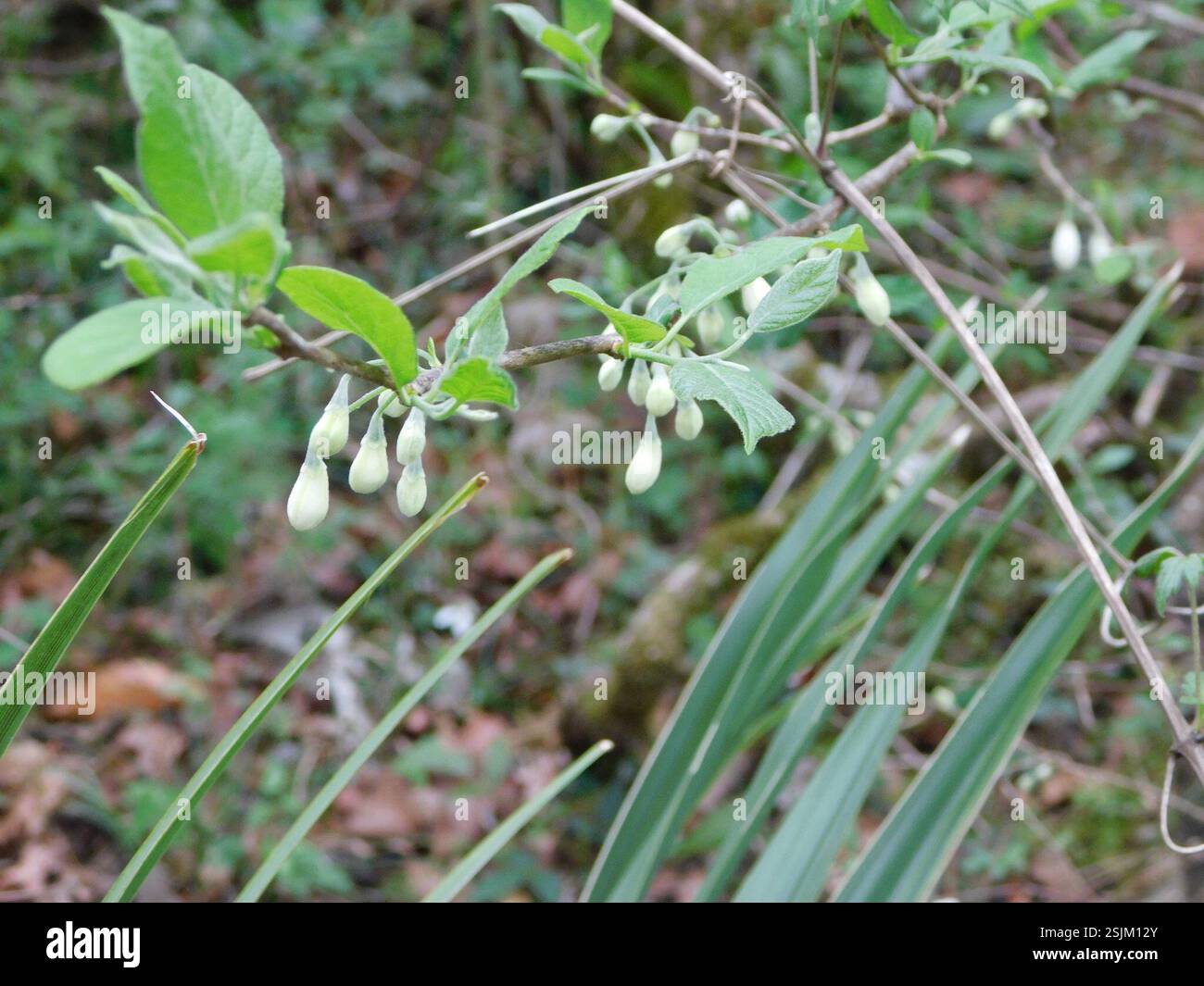 Two-wing Silverbell (Halesia diptera), Plantae, Fl Caverns State Park ...