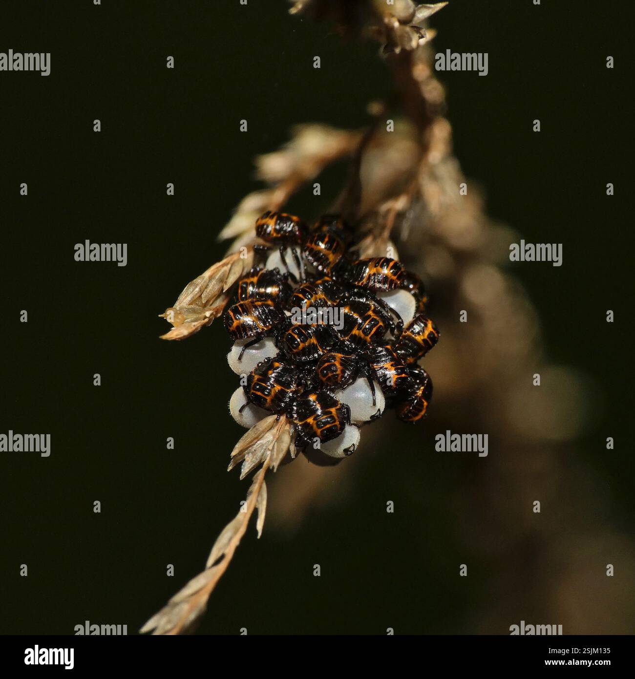 Stink Bugs (Pentatomidae), Insecta, Chegutu, Zimbabwe Stock Photo - Alamy