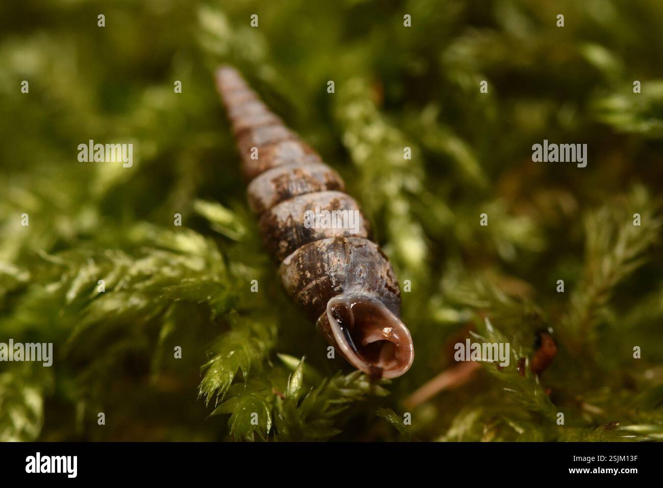 Plaited Door-snail (Cochlodina laminata), Mollusca, 63310 Randan ...