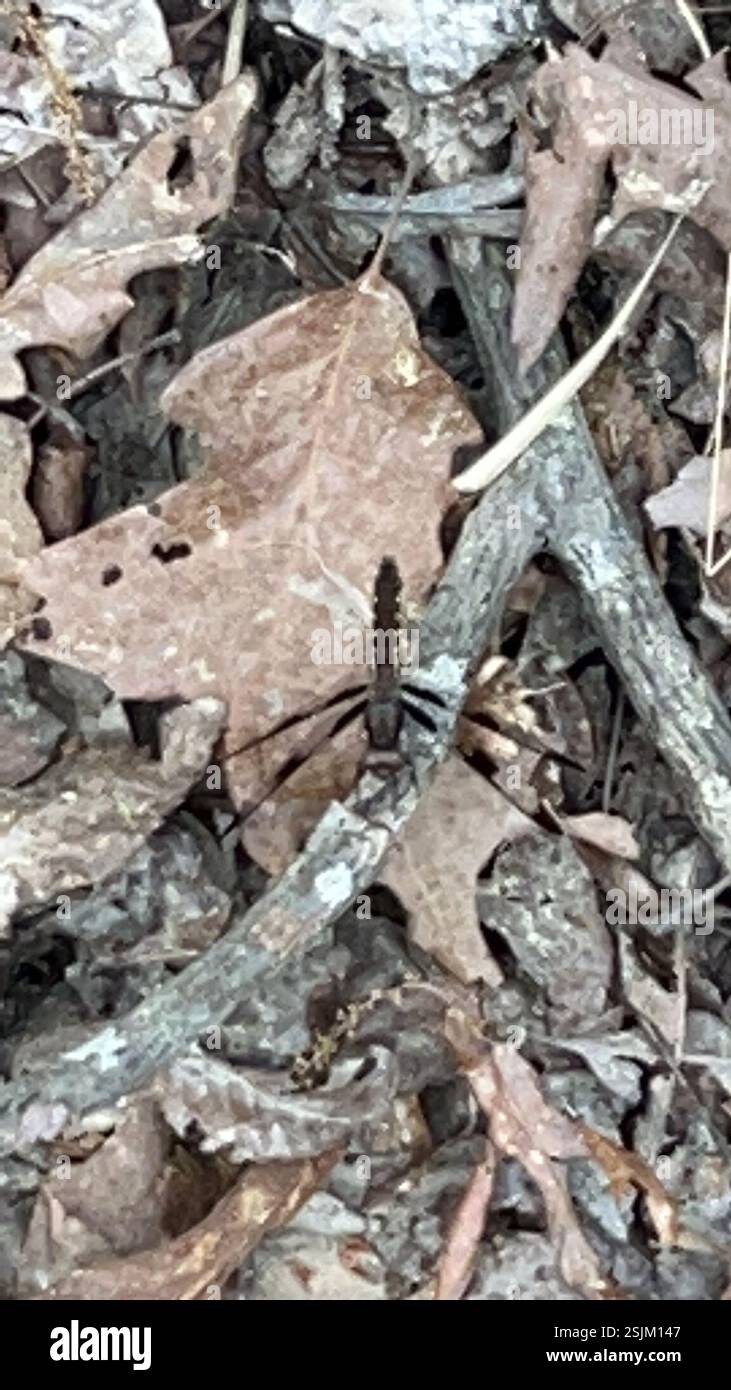 Common Whitetail (Plathemis lydia), Insecta, Lake Stock Photo - Alamy