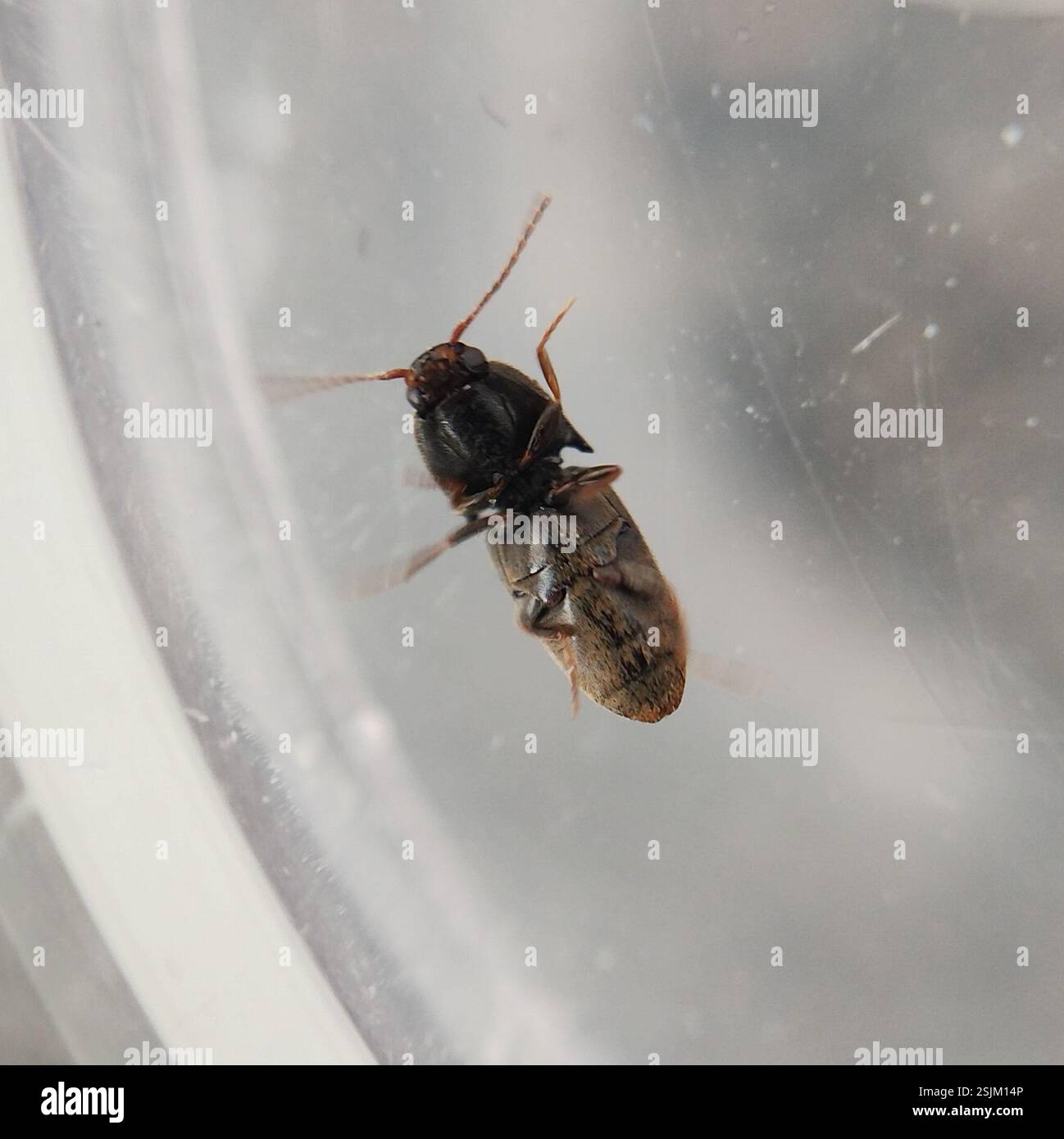 (Drasterius bimaculatus), Insecta, Kino Arena II, 1715 g.k. Mladost 4 ...