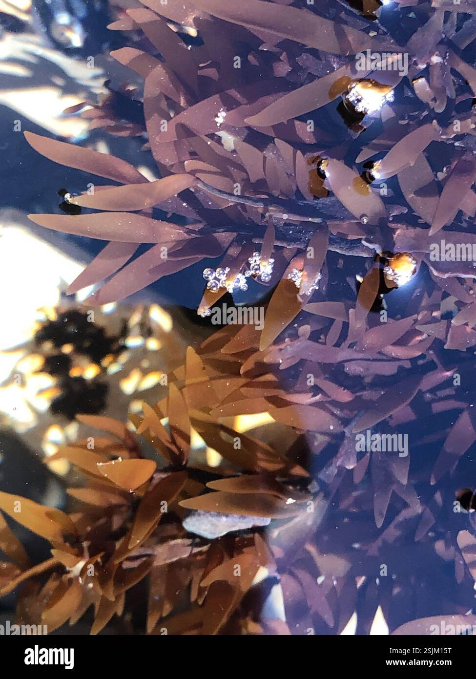 (Prionitis lanceolata), Plantae, San Mateo, Golden Gate National ...