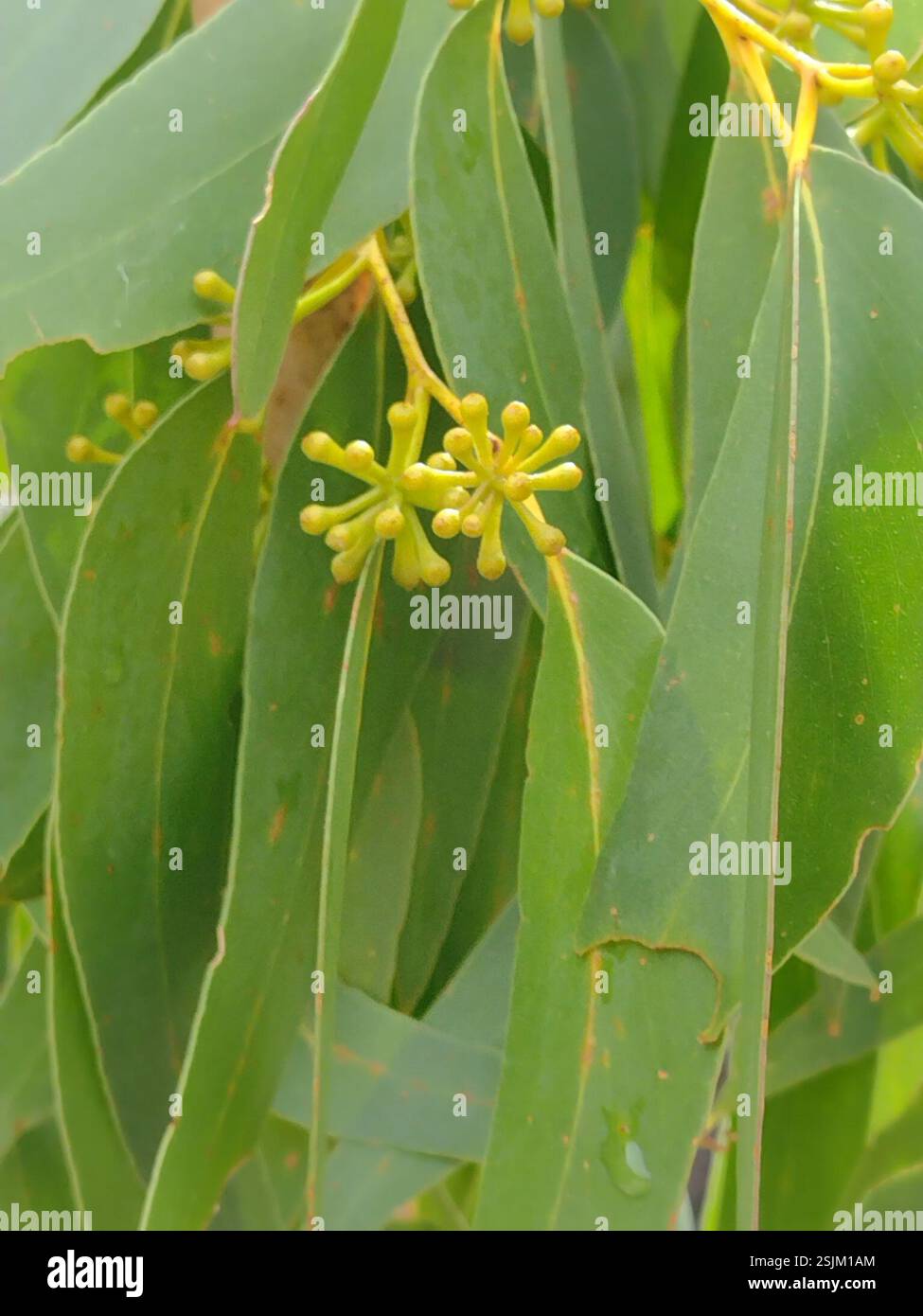 Silvertop Ash (Eucalyptus sieberi), Plantae, Lake Tabourie NSW 2539 ...
